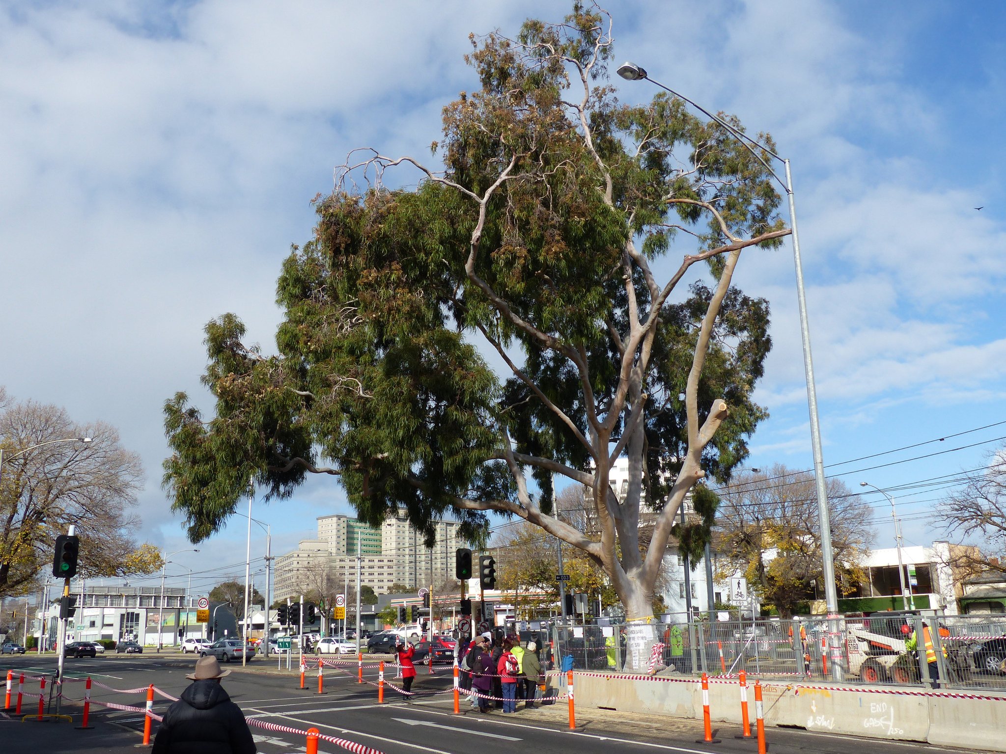 Update: Flemington Road gum tree still standing, but for how long ...